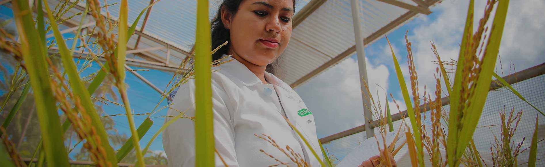 IRRI Education – Courses for everyone in the agricultural sector.