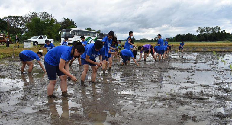 Rice Planting Experience – IRRI Education