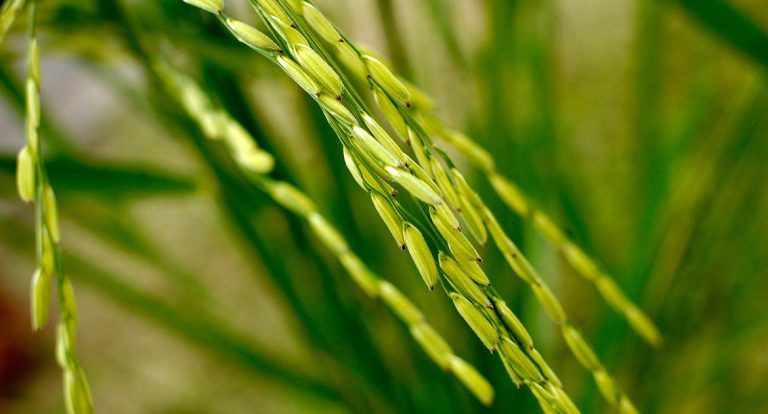 ORYZA Training Program for Practical Applications – IRRI Education