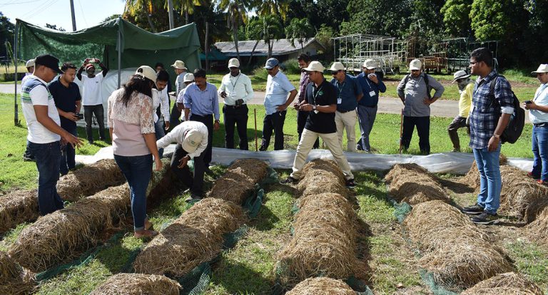 Rice Straw Management – IRRI Education