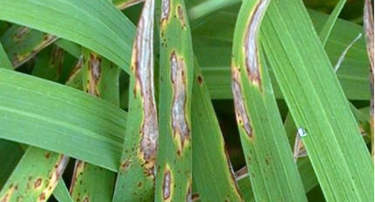 Rice Diseases Course – IRRI Education