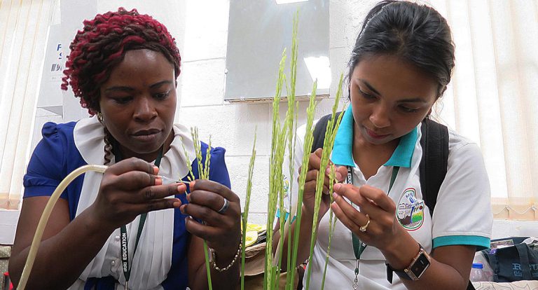 Seed Production Skills – IRRI Education