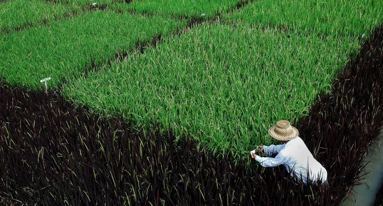 Introduction to Statistics and Design of Experiments – IRRI Education