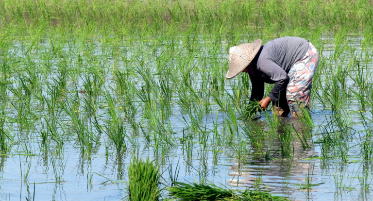 IPA-IRRI Monitoring & Program Evaluation Course – IRRI Education