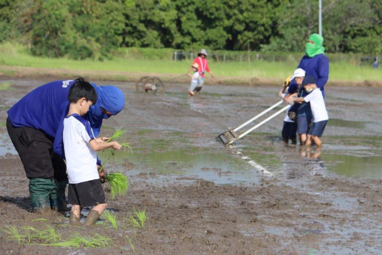 Grade School Students Enjoy Rice Planting Experience at IRRI – IRRI ...