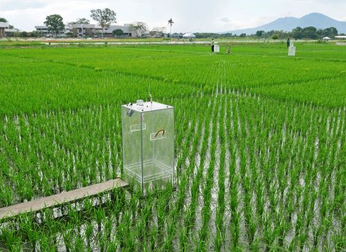 GHG Emissions in Rice Systems: Basics of Mechanisms and Standards for ...