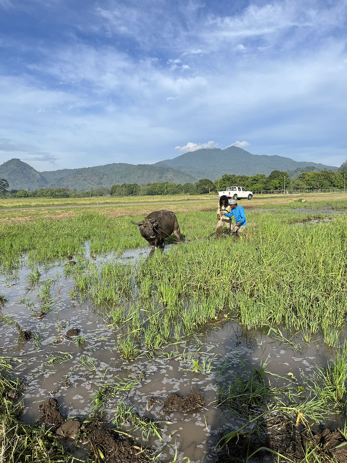 Looking into RR2P 2024: A Transformative Rice Science Learning ...