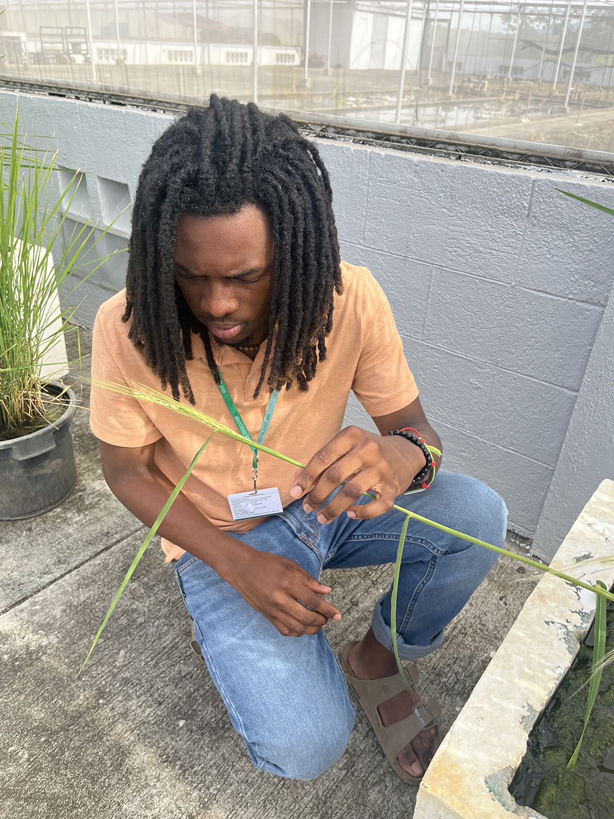 Looking into RR2P 2024: A Transformative Rice Science Learning ...