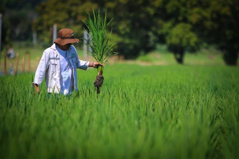 Advanced Approaches to Soil Health Management in South Asia’s Rice ...