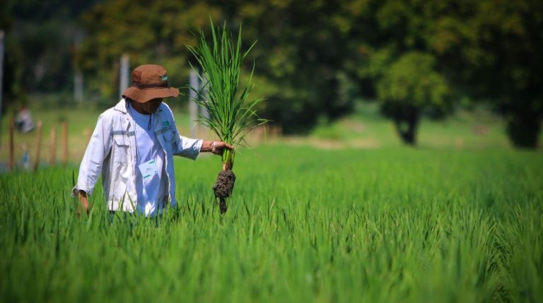 Advanced Approaches to Soil Health Management in South Asia’s Rice ...